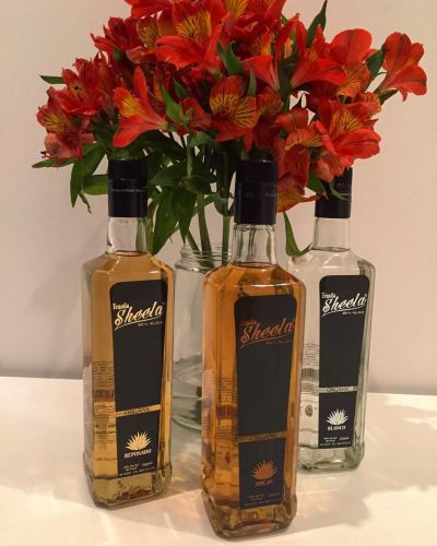 Tequila Sheela Tequila from Mexico seeking for distributors