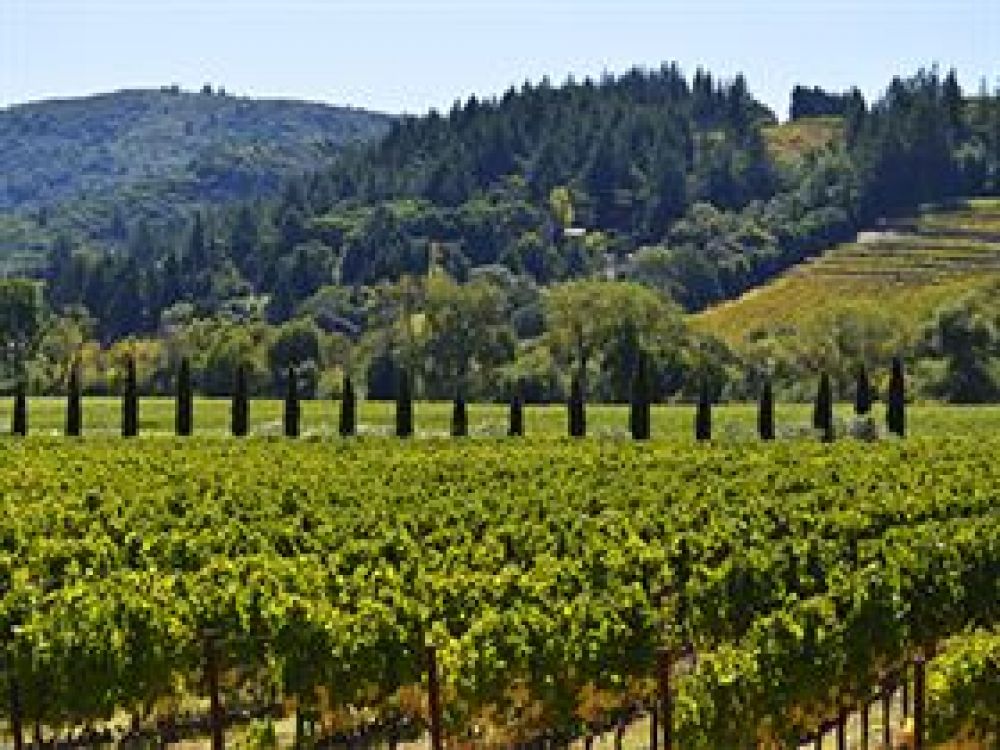 Limari Cements Position As a Top Place in Chile For Chardonnay